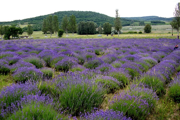 Levendula :: BoRóka